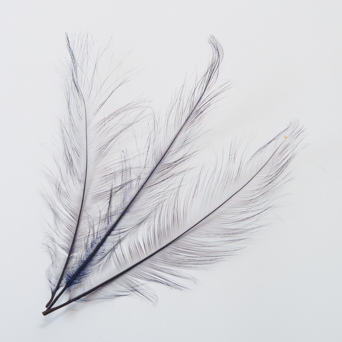 Ostrich Feather Drawing